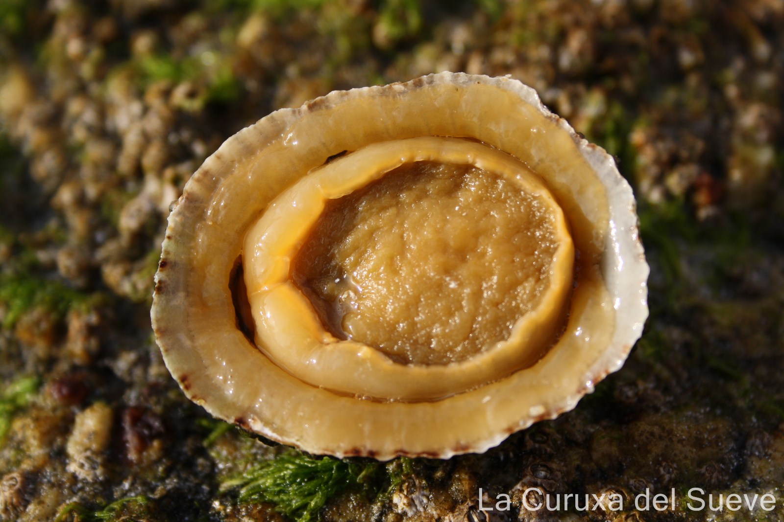 El Blog de La Curuxa del Sueve: LLÁMPARES - LAPAS